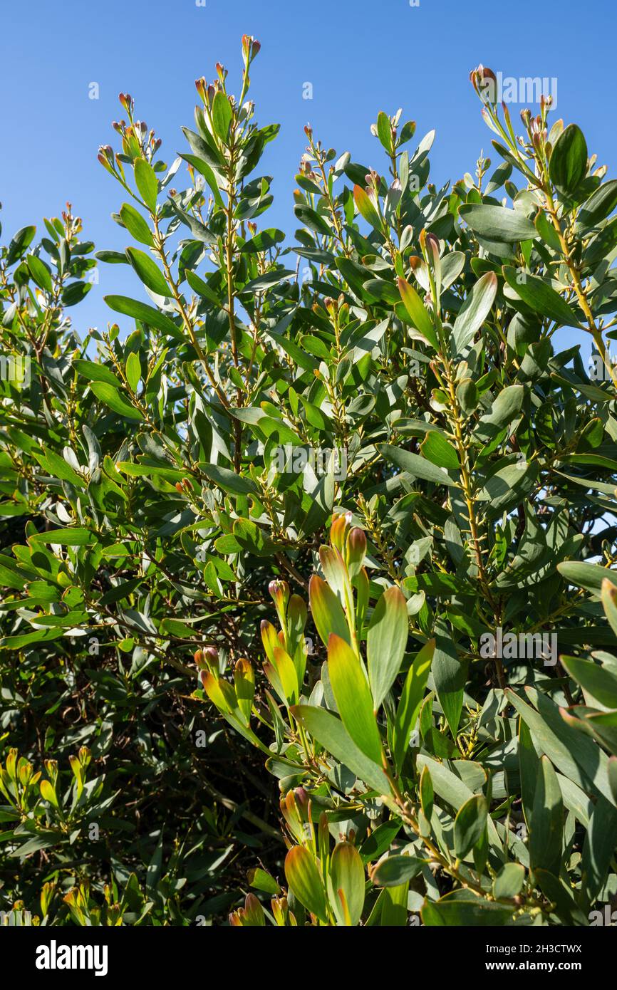 Acacia Melanoxylon or Acacia Penninervis, dark green, narrow leaves and ...