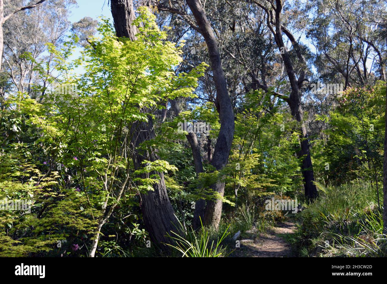Campbell rhododendron garden hi-res stock photography and images - Alamy Campbell rhododendron garden hi-res stock photography and images - Alamy