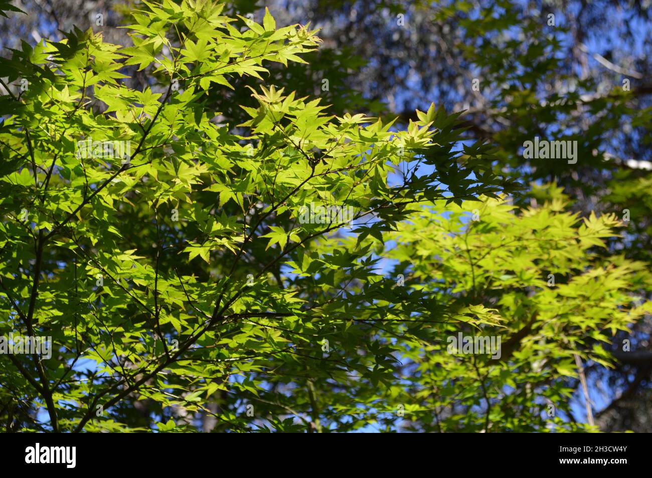 Grove of maple trees hi-res stock photography and images - Alamy