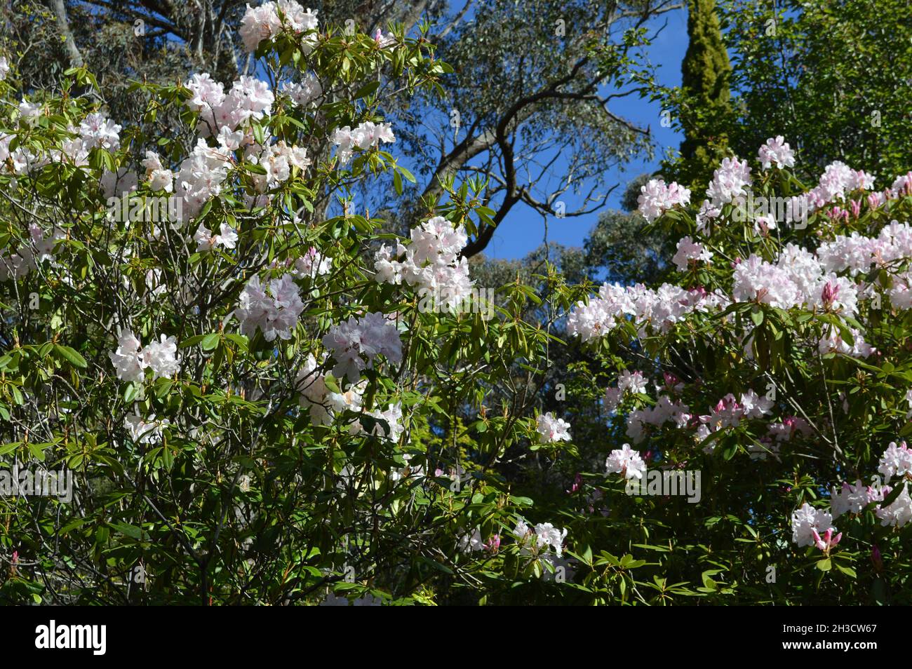 Seasonal flowers australia hi-res stock photography and images - Alamy