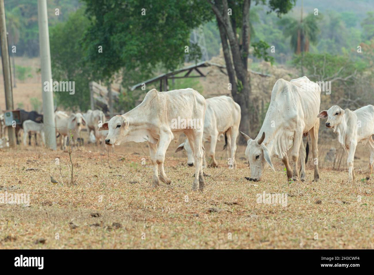 Side view of Nellore calf in a farm pasture in the countryside of ...