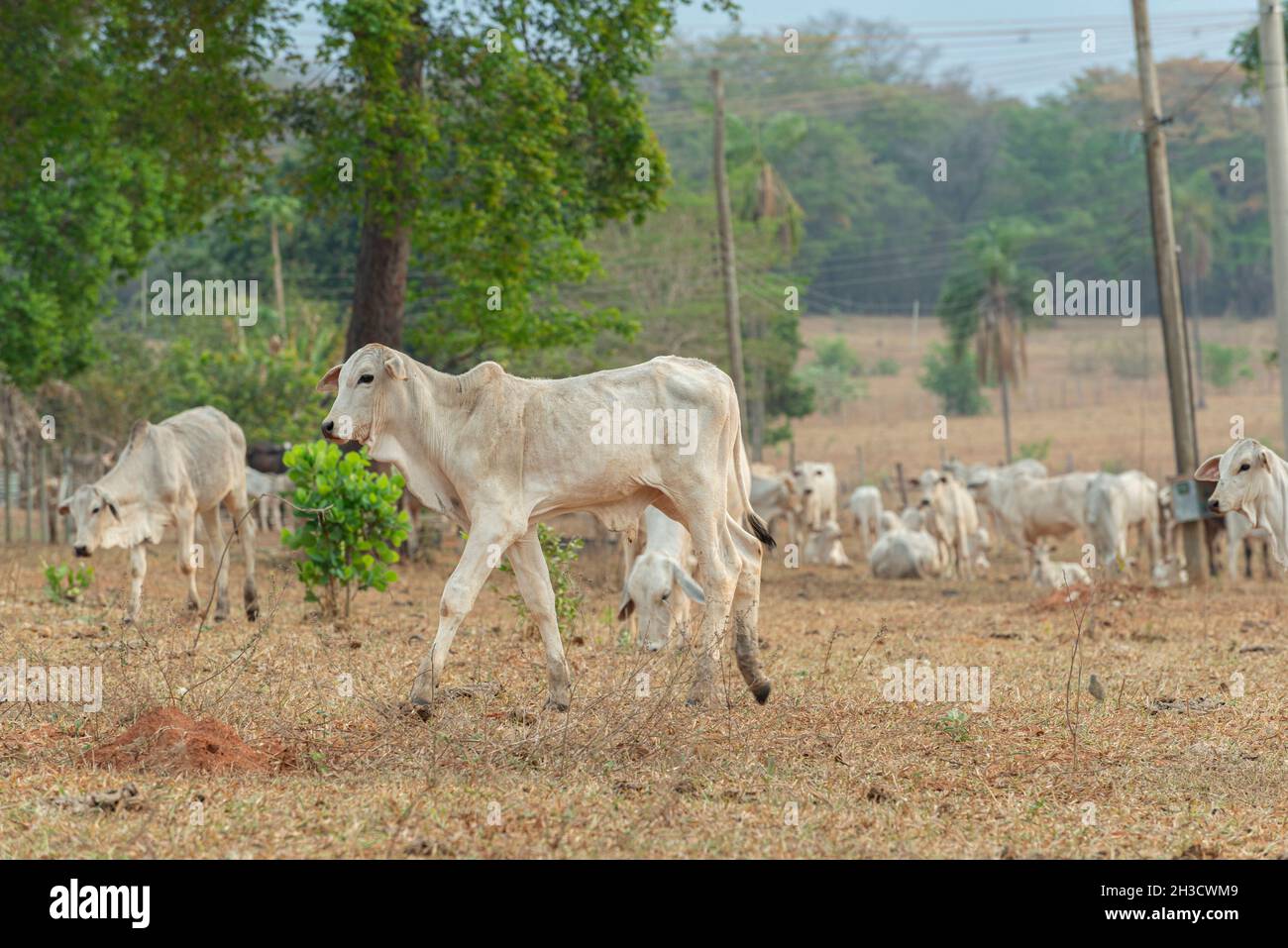 Nellore cattle hi-res stock photography and images - Alamy