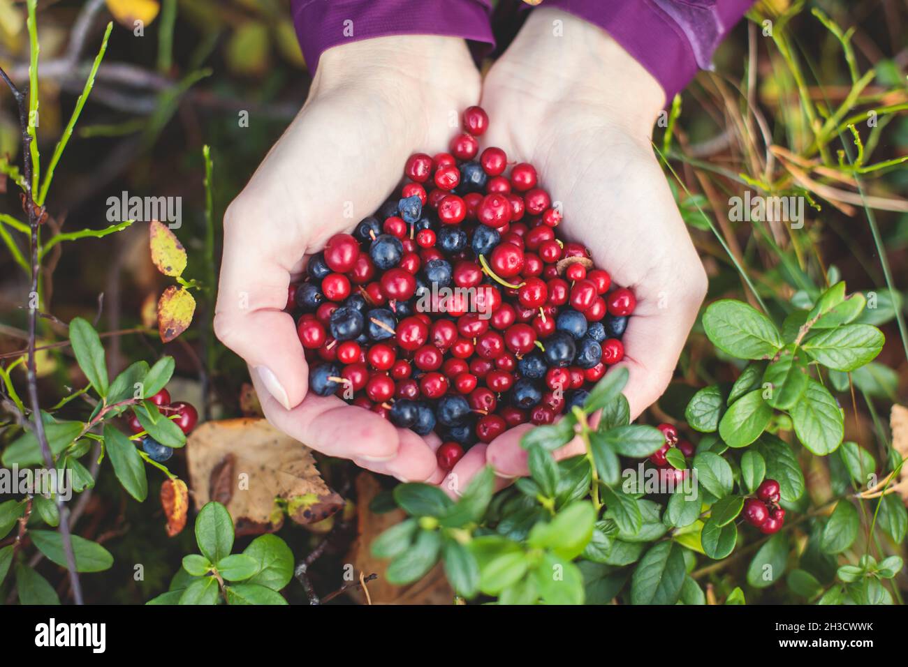 Process of collecting and picking berries in the forest of northern ...
