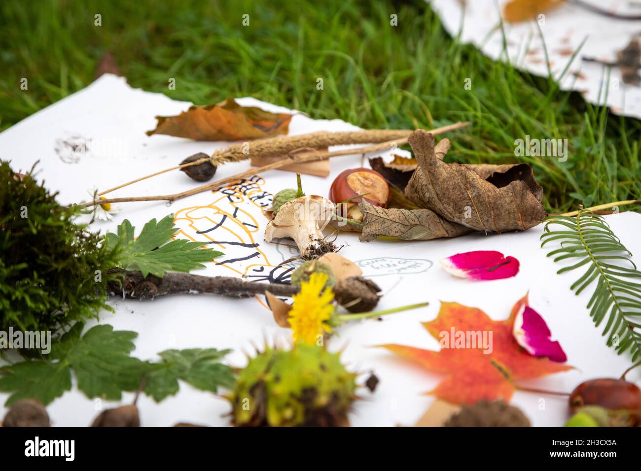 Nature Art, foraging Stock Photo - Alamy