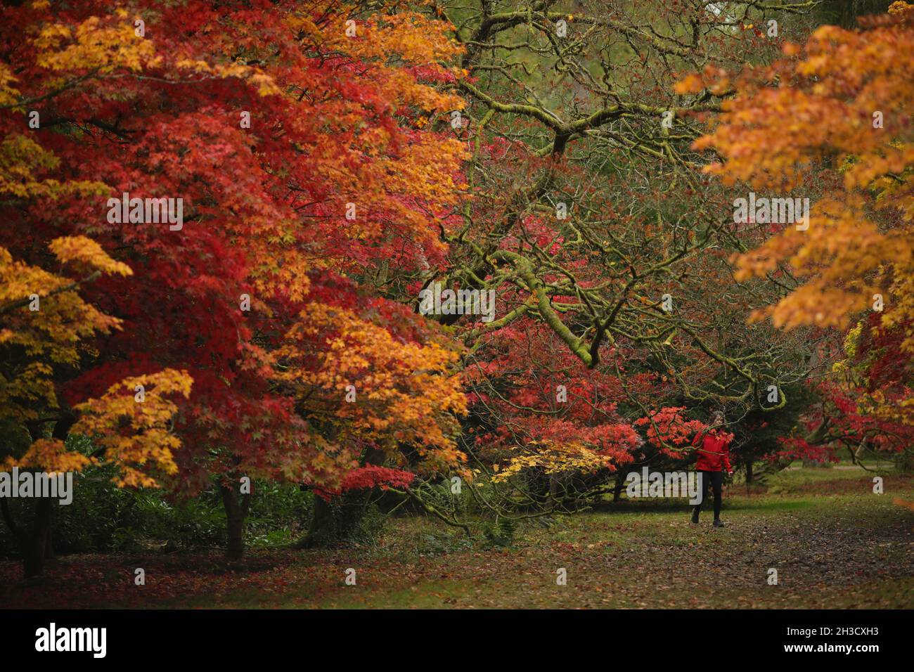 Visitor to westonbirt arboretum hi-res stock photography and images - Alamy