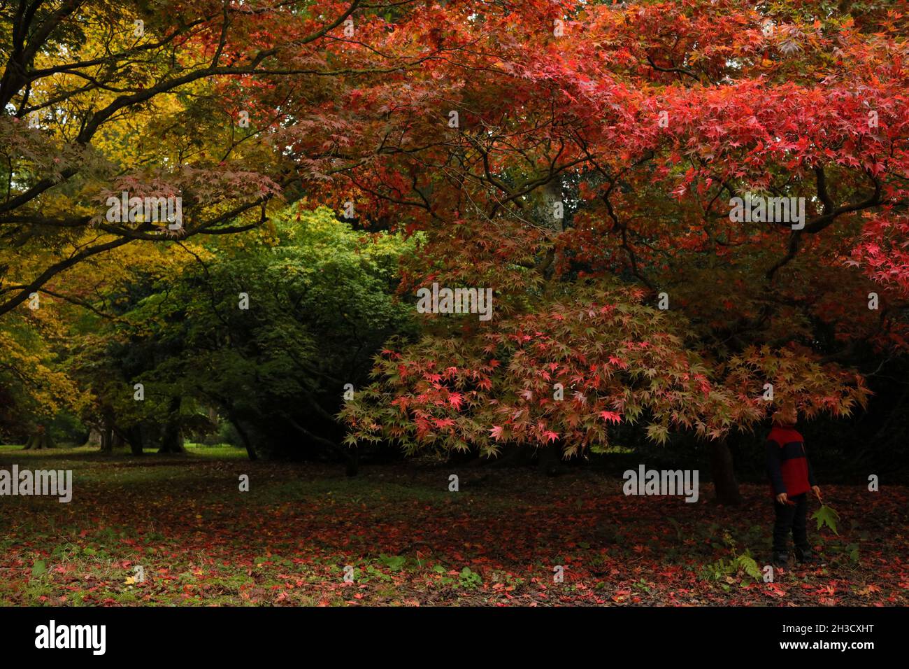 Visitor to westonbirt arboretum hi-res stock photography and images - Alamy