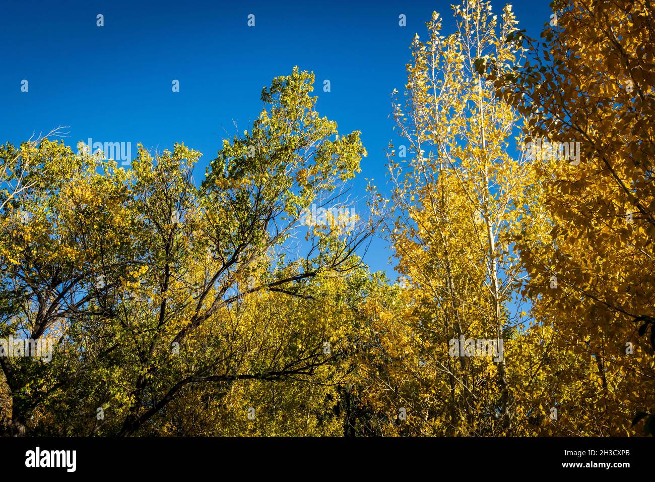 A treeline against a blue sky makes for beautiful colors Stock Photo ...