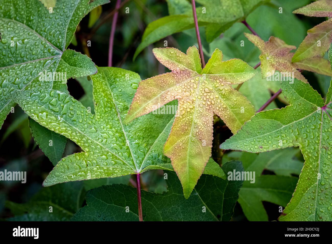 Dew-covered foliage of an American Sweetgum (Liquidambar styraciflua ...