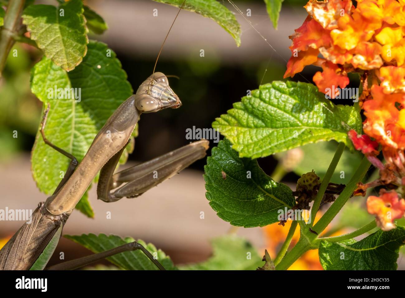 A Female Chinese Mantis (Tenodera sinensis) is keeping the pests at bay ...