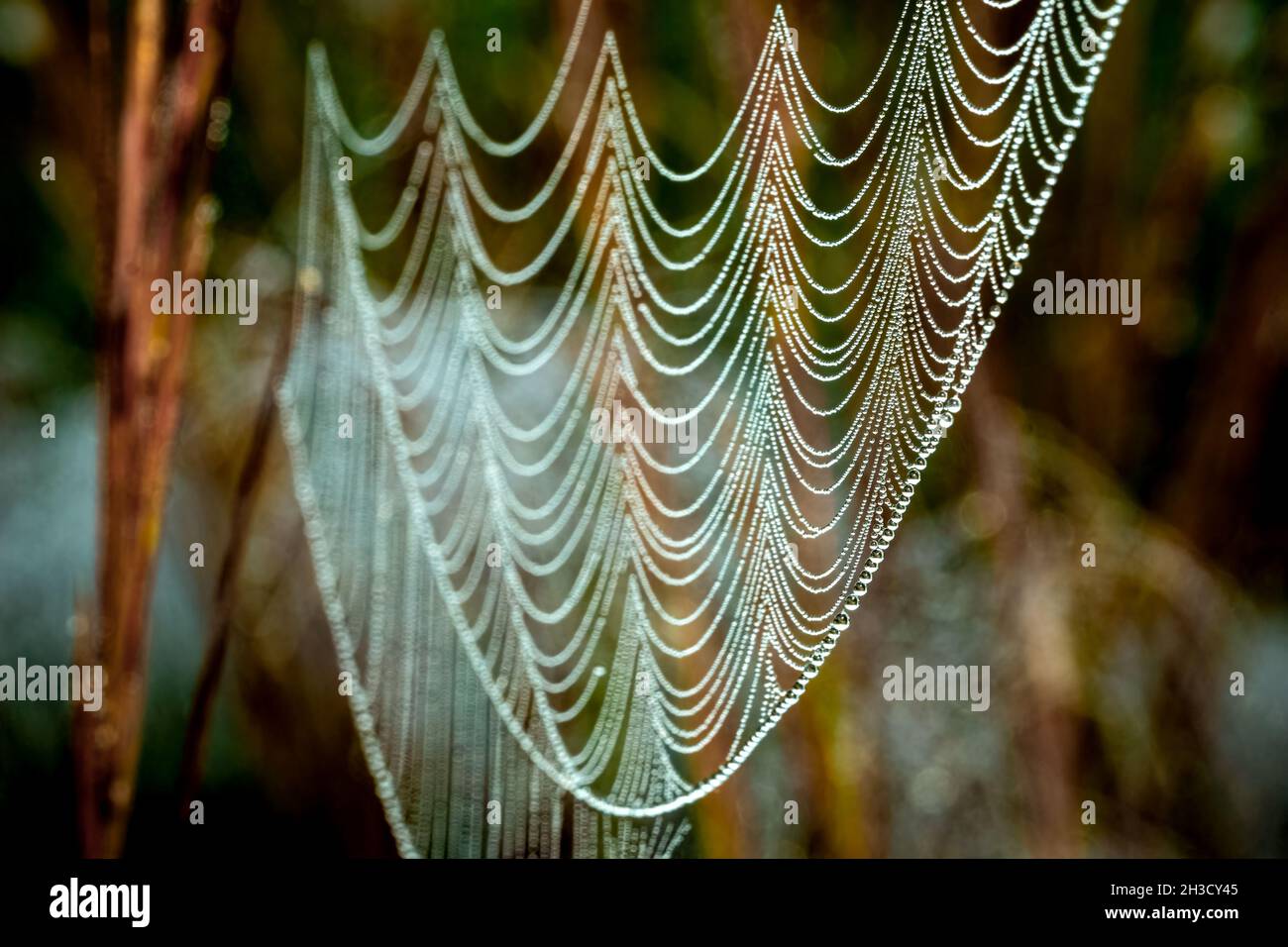 Mother Nature's artistry on display with a dew laden spider web looking ...