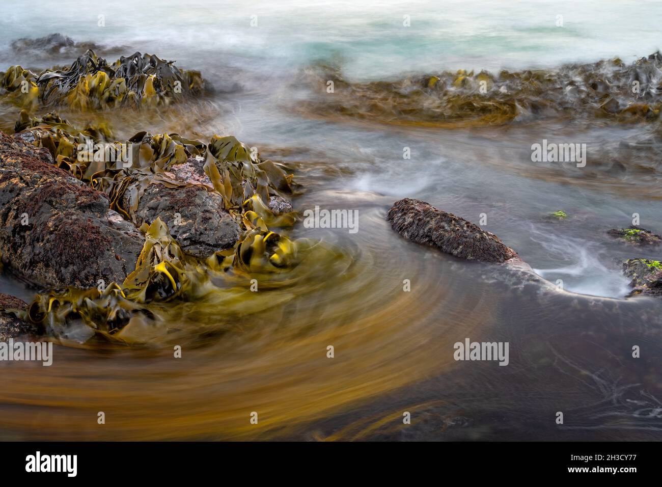 Kelp flowing in the ocean, Catlins, New Zealand Stock Photo - Alamy