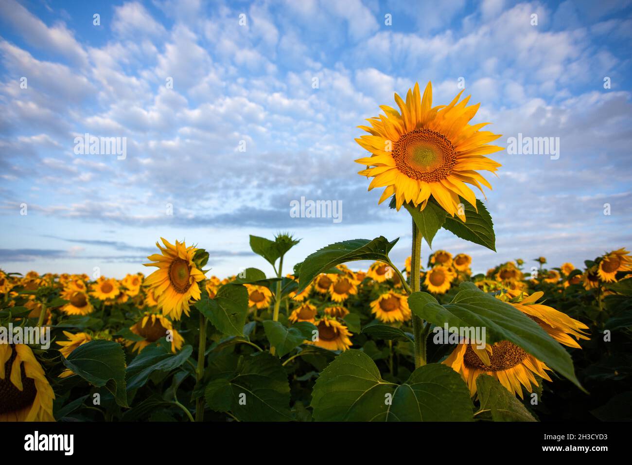 High quality sunflower hi-res stock photography and images - Alamy