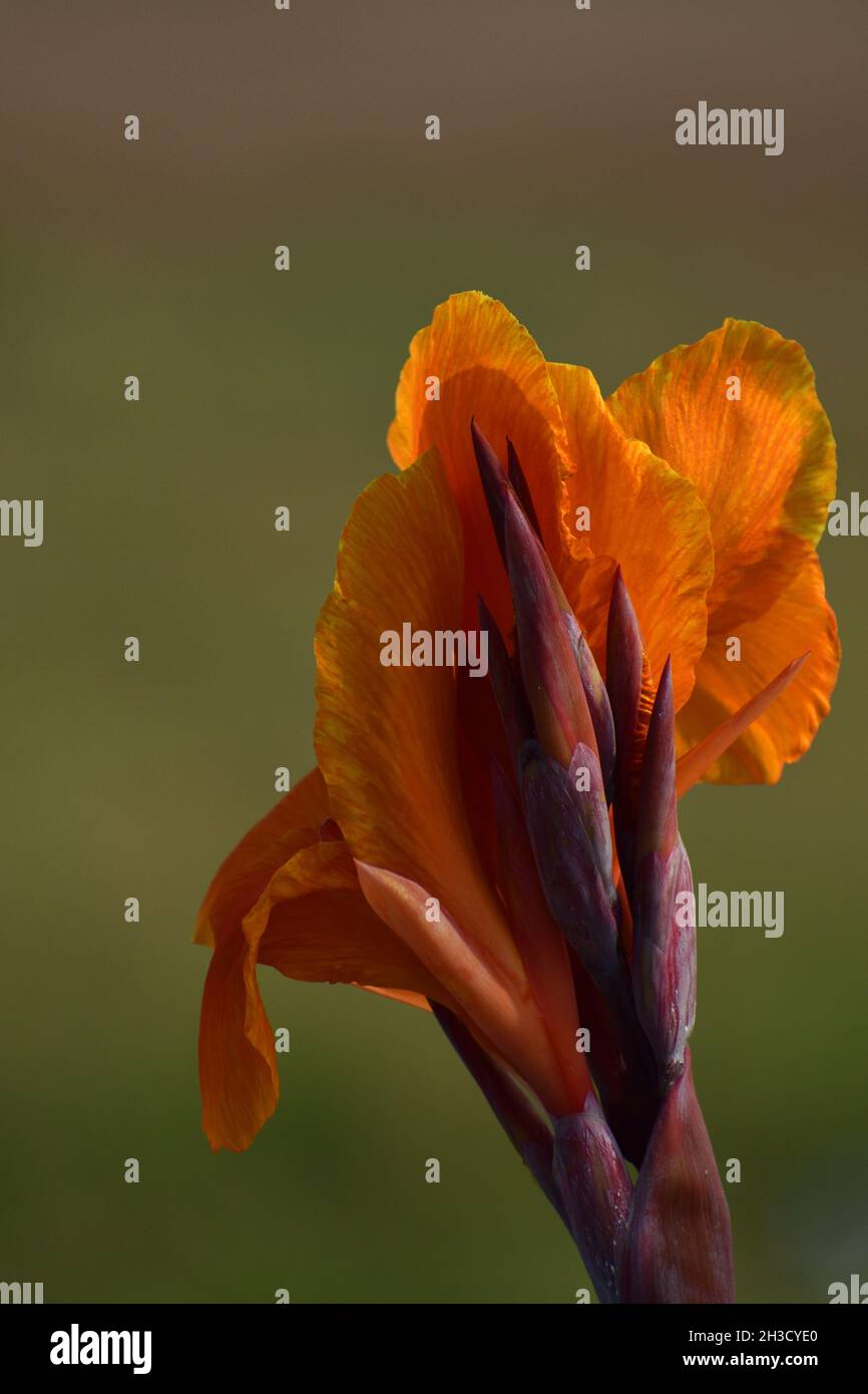 Canna flower. Canna lily Stock Photo - Alamy