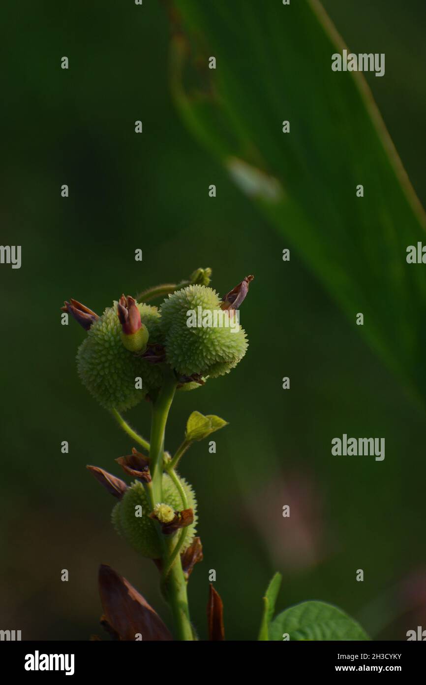 Decorative orange seed pods hi-res stock photography and images - Alamy