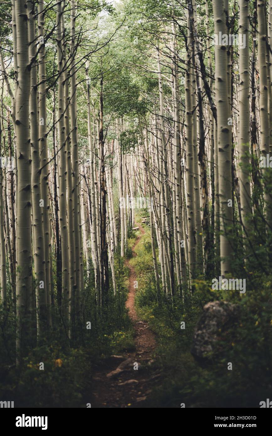 Aspen trees lining a path during the summer Stock Photo - Alamy