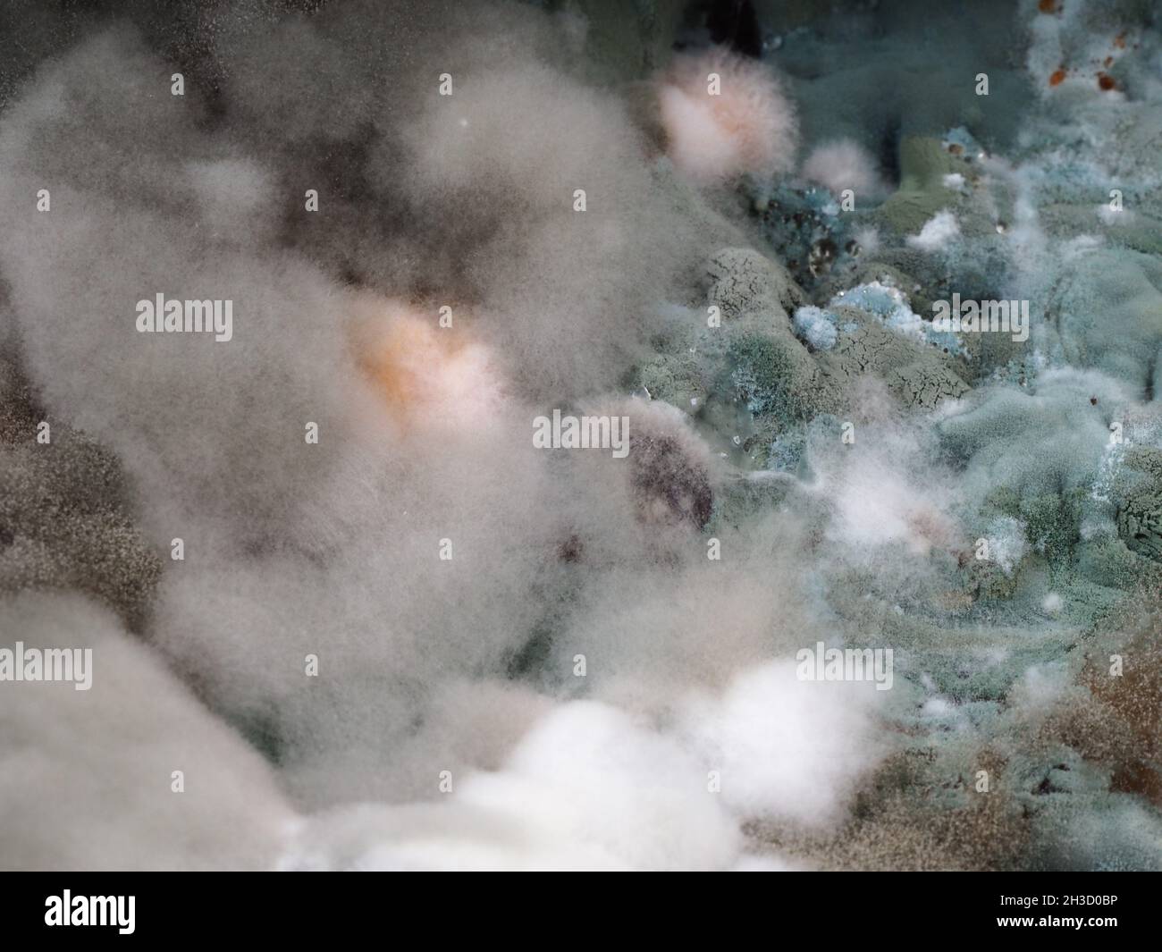 fungal mildew on a rotting watermelon close-up Stock Photo - Alamy