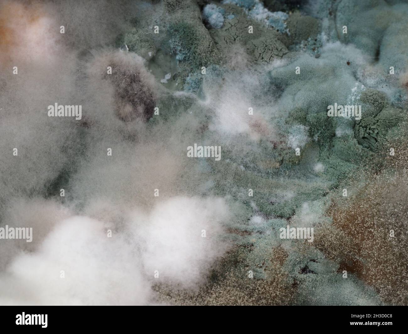 fungal mildew on a rotting watermelon close-up Stock Photo - Alamy