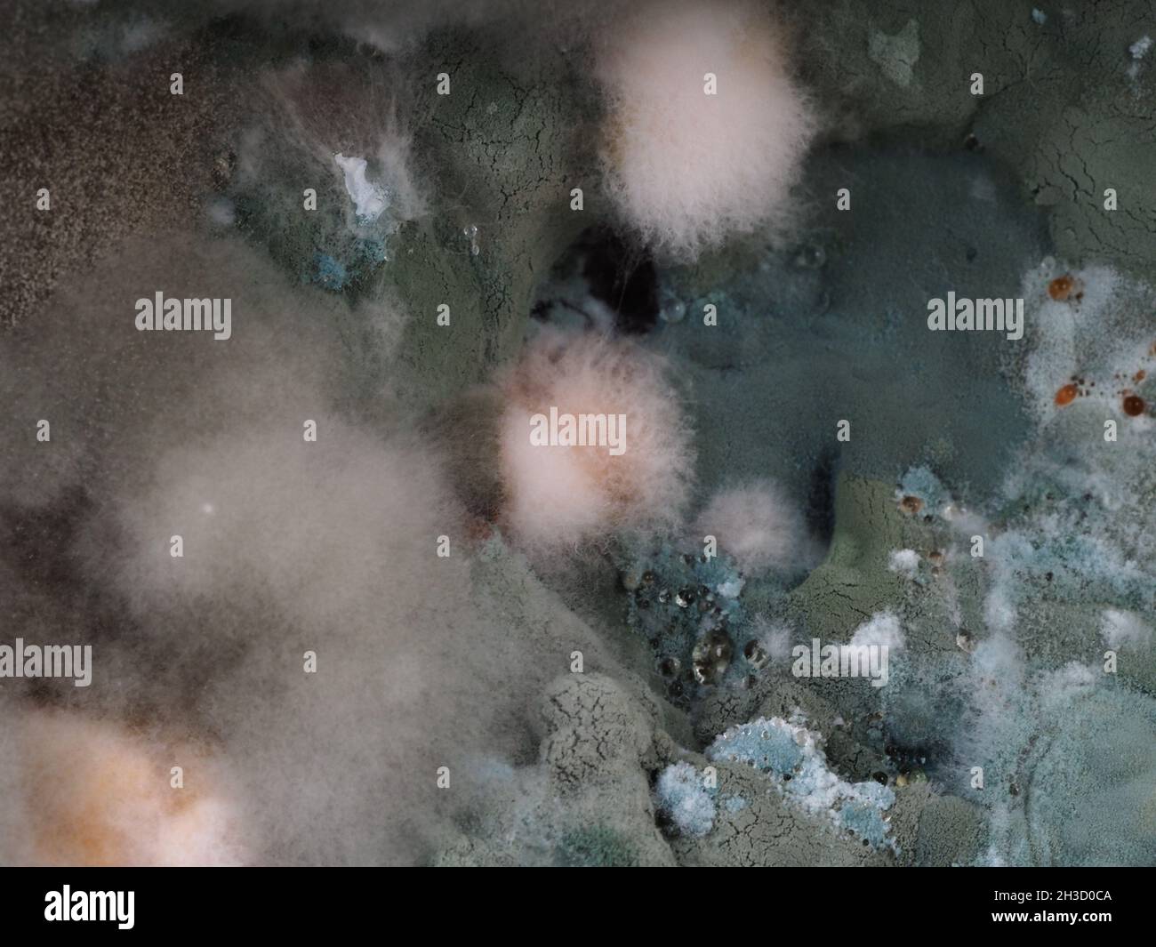fungal mildew on a rotting watermelon close-up Stock Photo - Alamy