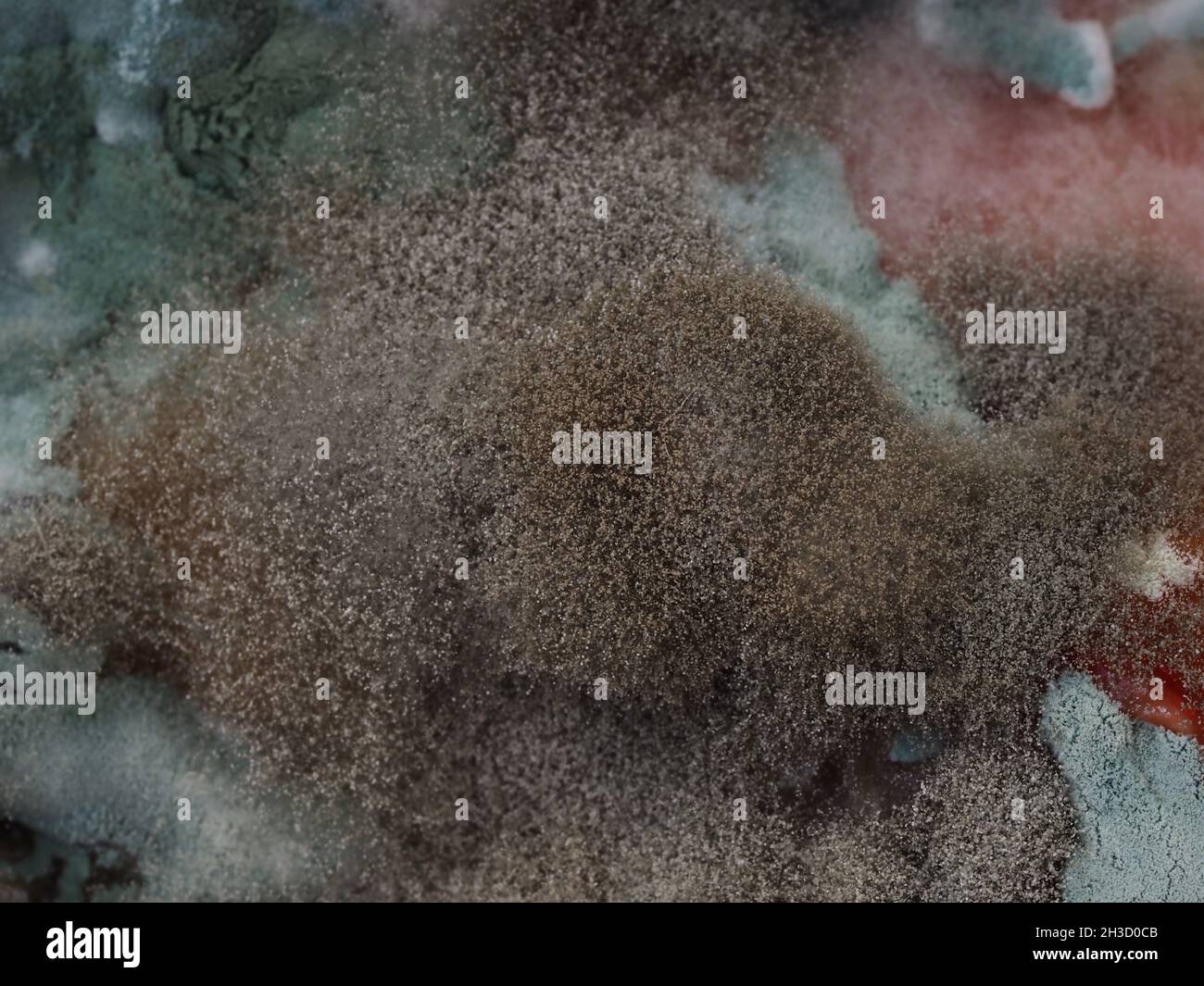 fungal mildew on a rotting watermelon close-up Stock Photo - Alamy