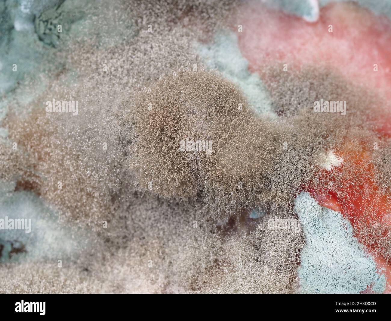 fungal mildew on a rotting watermelon close-up Stock Photo - Alamy