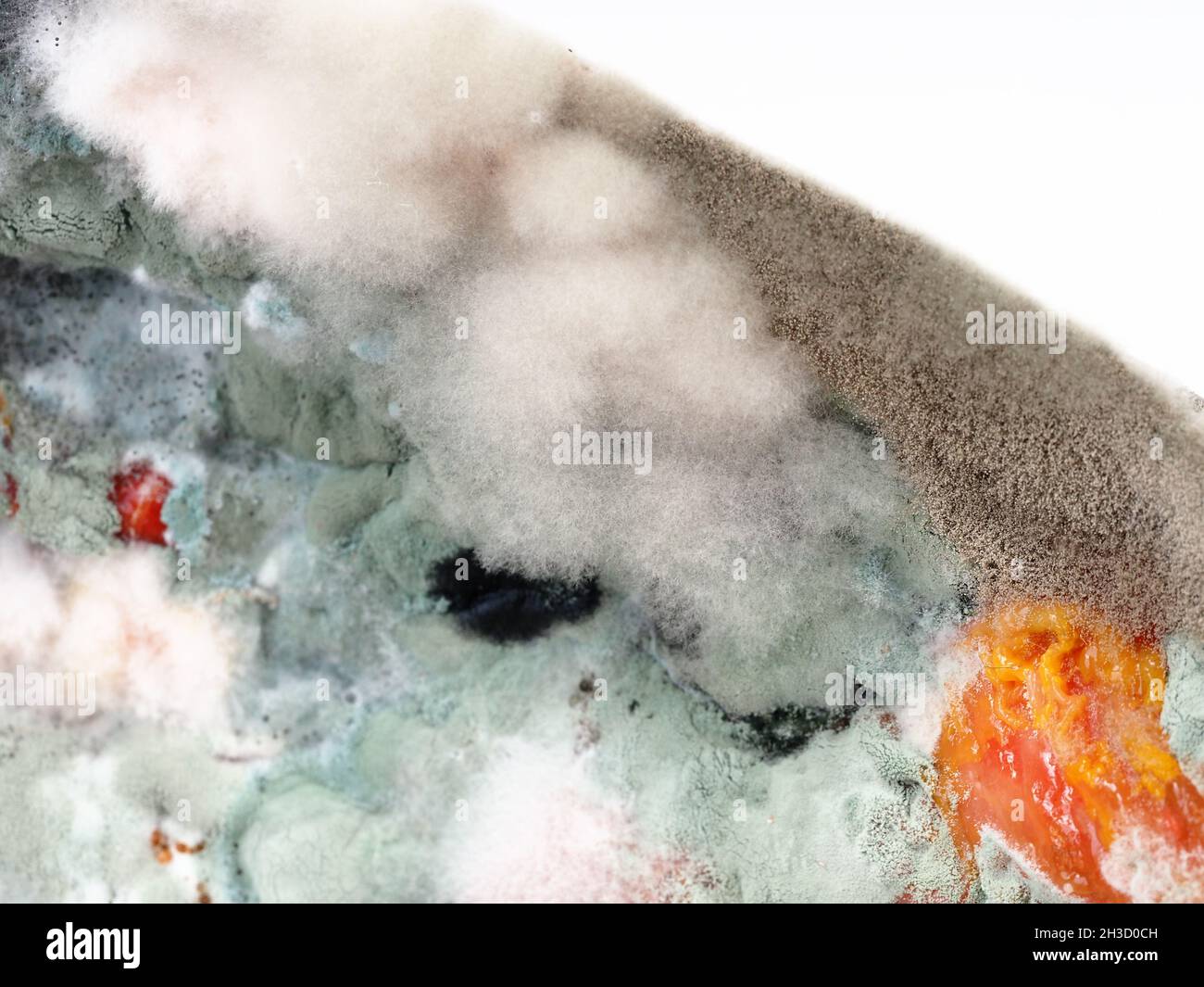 fungal mildew on a rotting watermelon close-up Stock Photo - Alamy