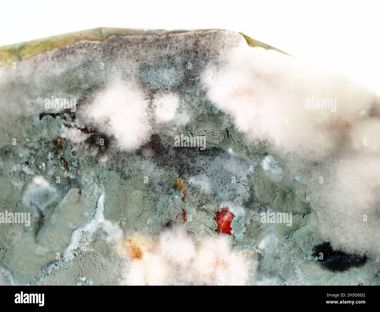 fungal mildew on a rotting watermelon close-up Stock Photo - Alamy
