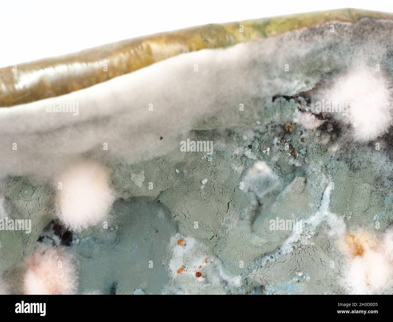 fungal mildew on a rotting watermelon close-up Stock Photo - Alamy