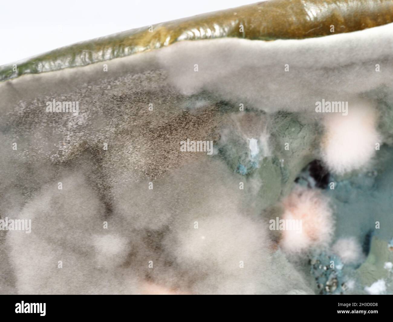fungal mildew on a rotting watermelon close-up Stock Photo - Alamy