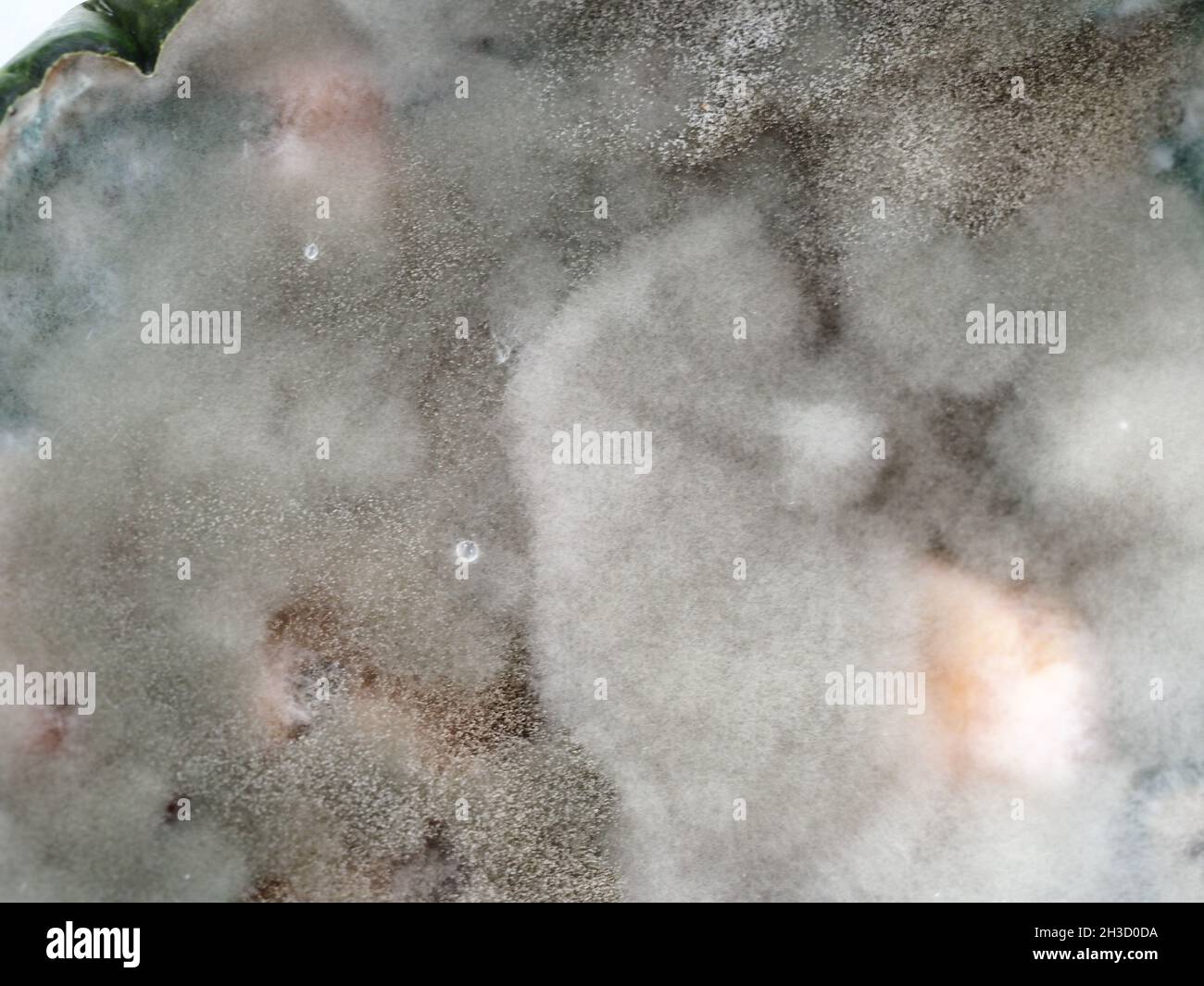 fungal mildew on a rotting watermelon close-up Stock Photo - Alamy