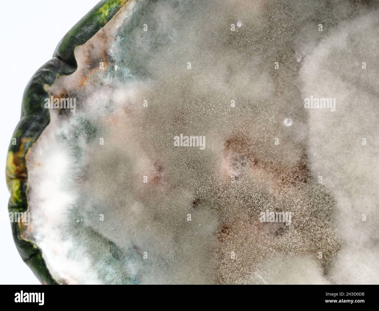 fungal mildew on a rotting watermelon close-up Stock Photo - Alamy