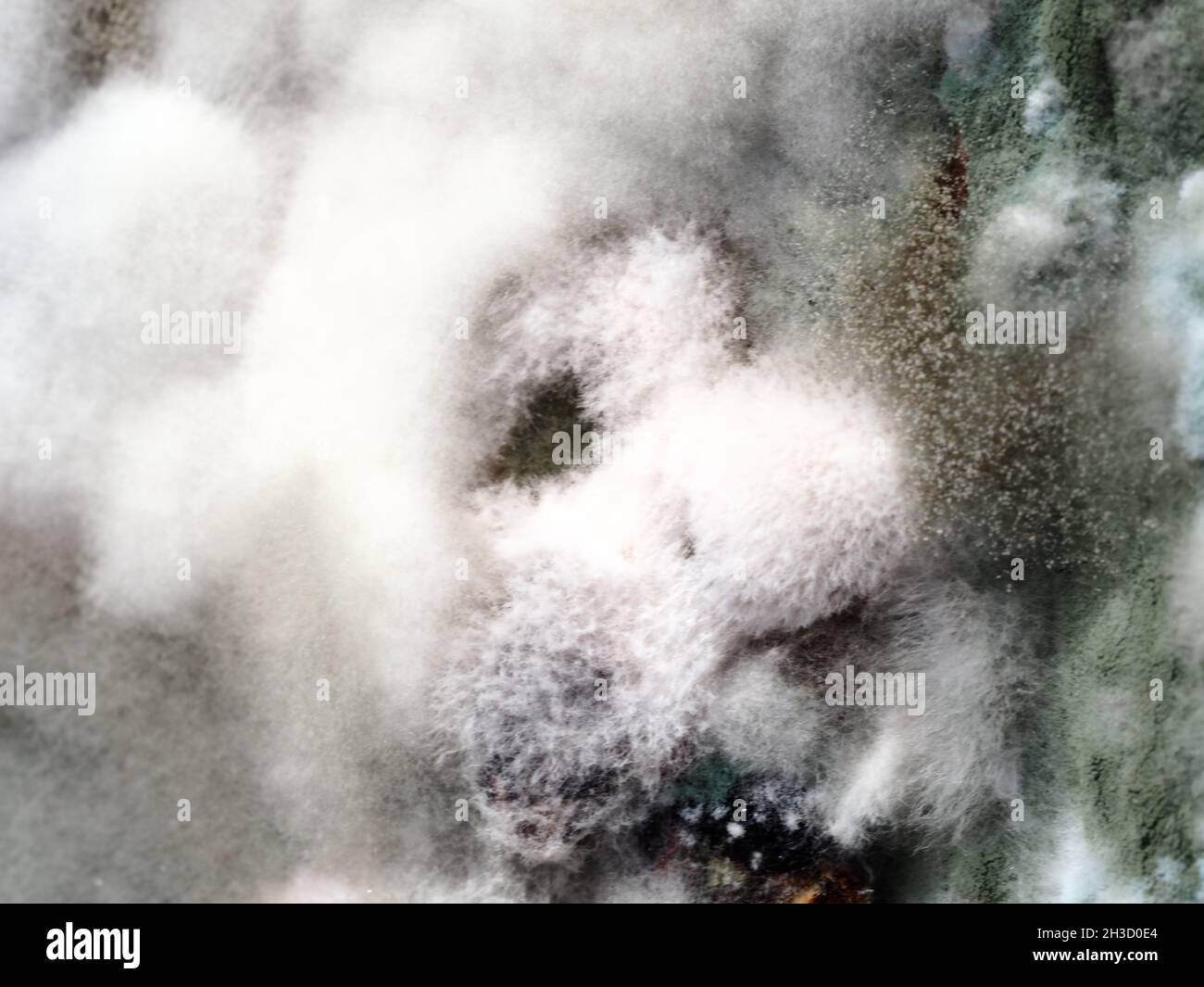 fungal mildew on a rotting watermelon close-up Stock Photo - Alamy