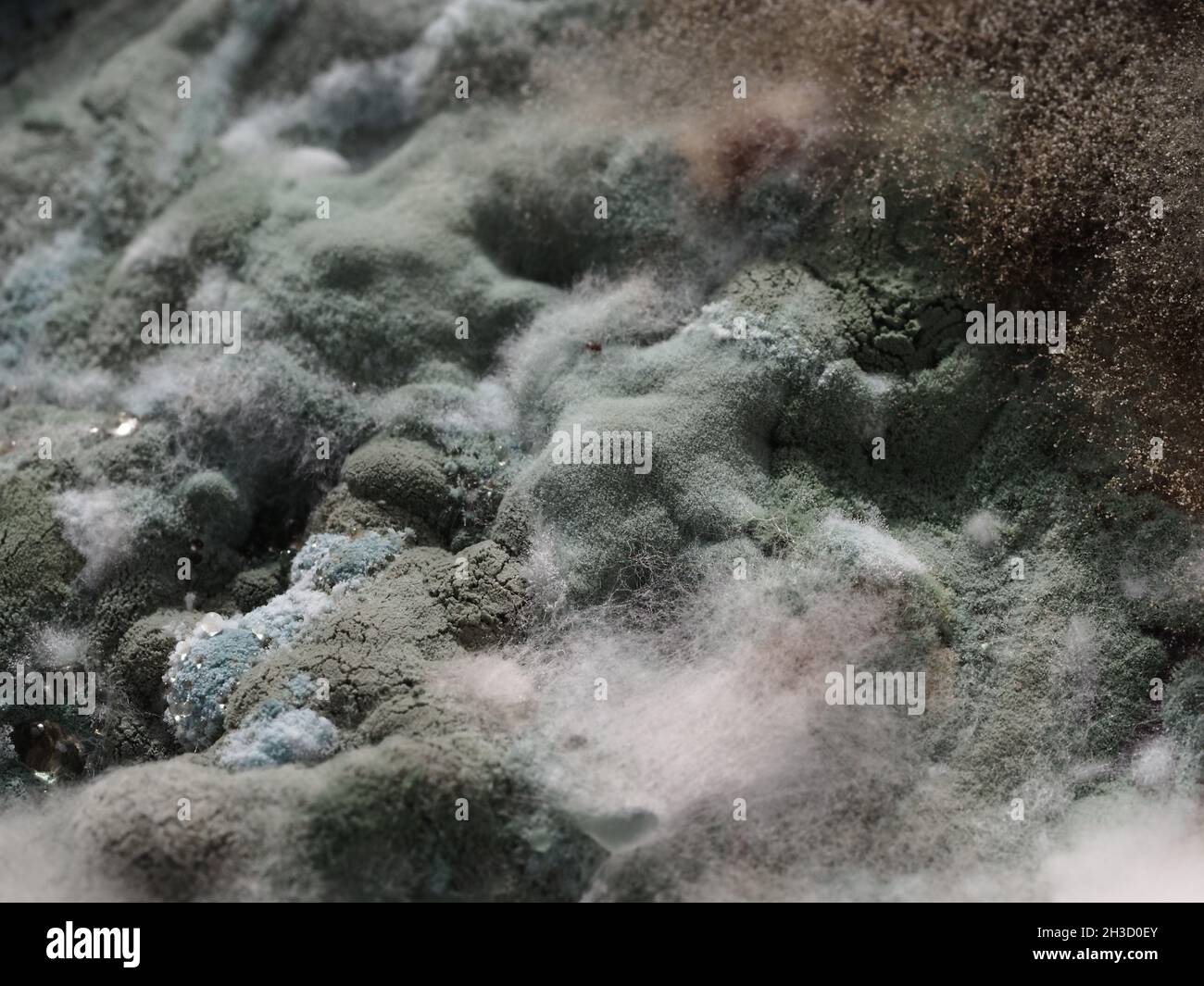 fungal mildew on a rotting watermelon close-up Stock Photo - Alamy