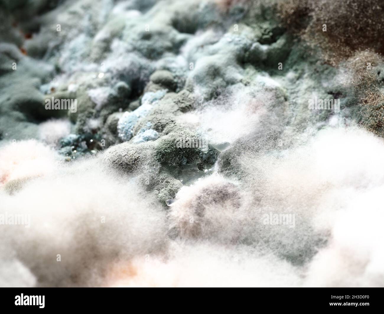 fungal mildew on a rotting watermelon close-up Stock Photo - Alamy