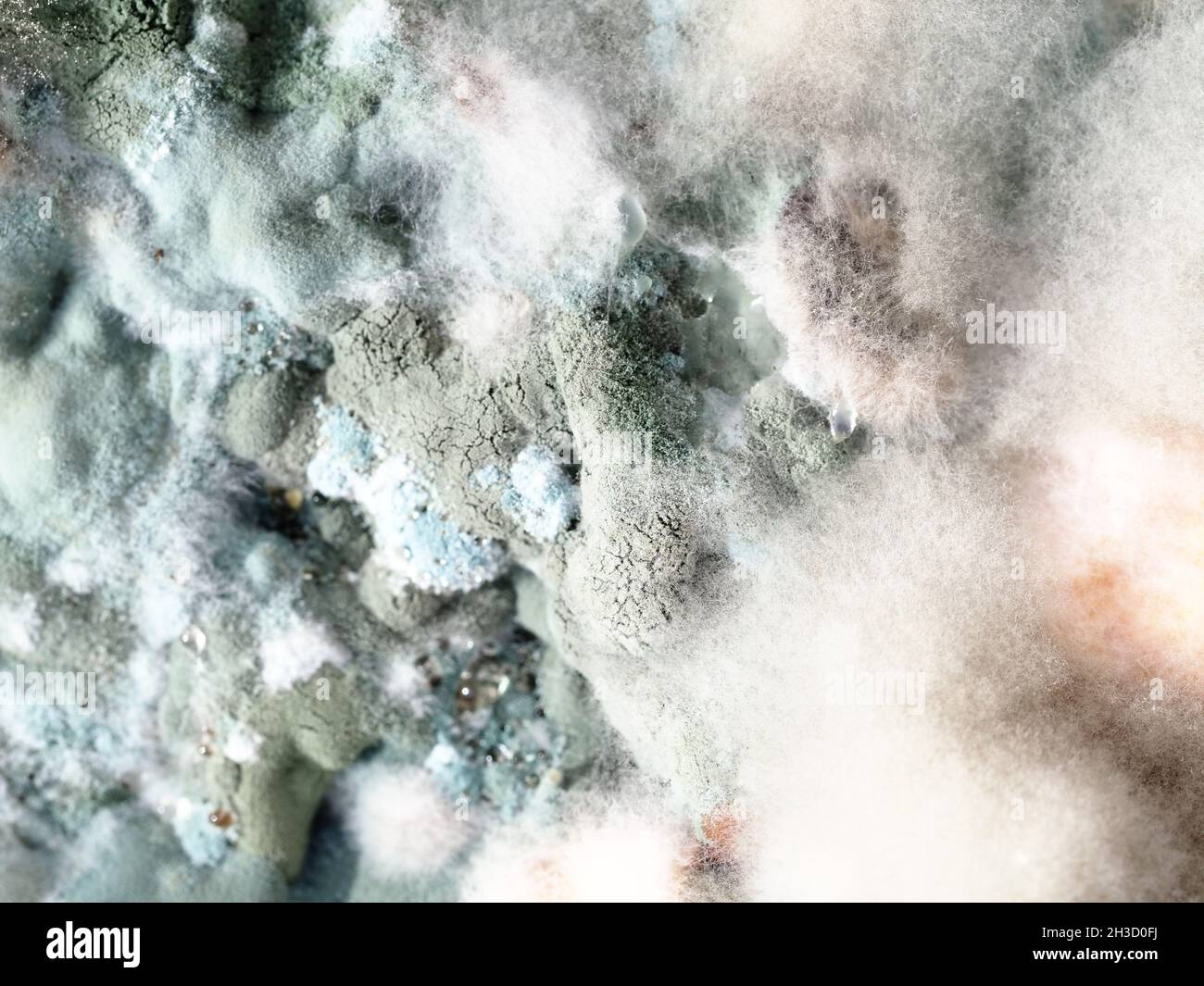 fungal mildew on a rotting watermelon close-up Stock Photo - Alamy