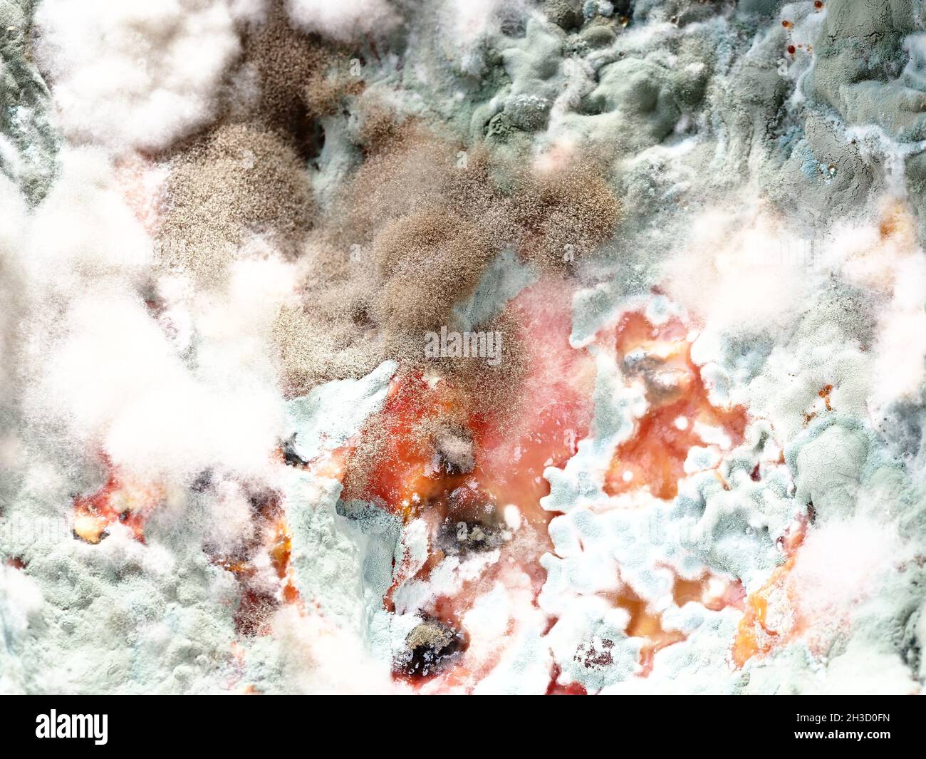 fungal mildew on a rotting watermelon close-up Stock Photo - Alamy