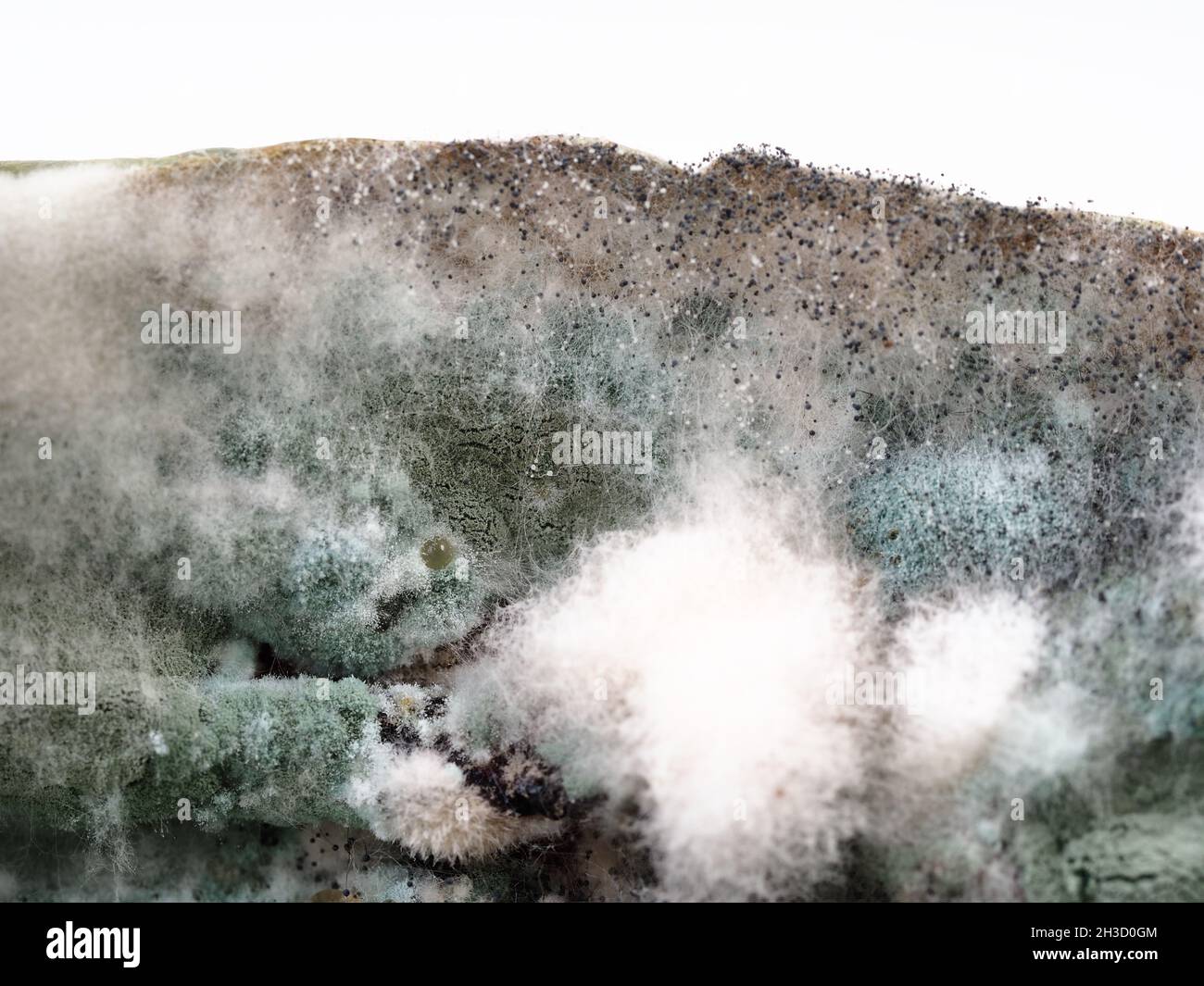 fungal mildew on a rotting watermelon close-up Stock Photo - Alamy