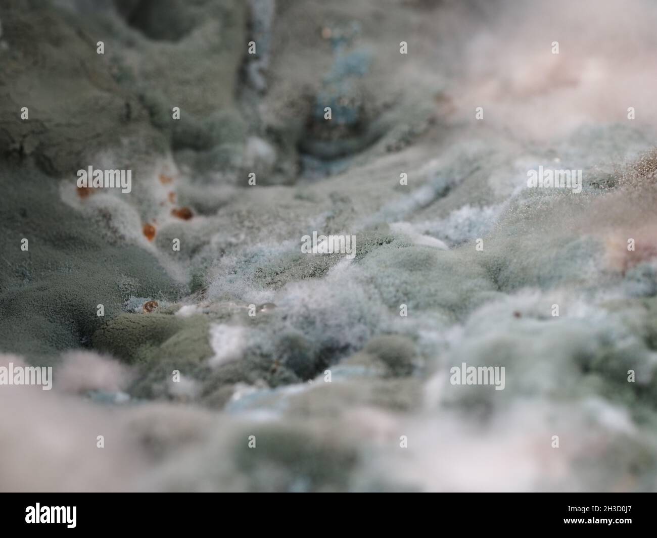 fungal mildew on a rotting watermelon close-up Stock Photo - Alamy