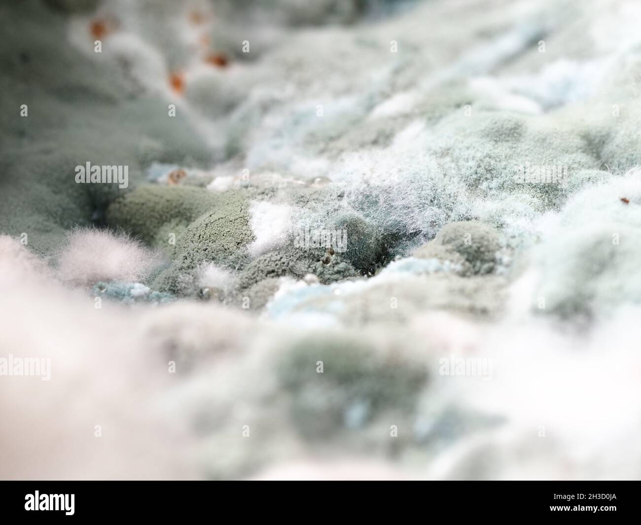 fungal mildew on a rotting watermelon close-up Stock Photo - Alamy