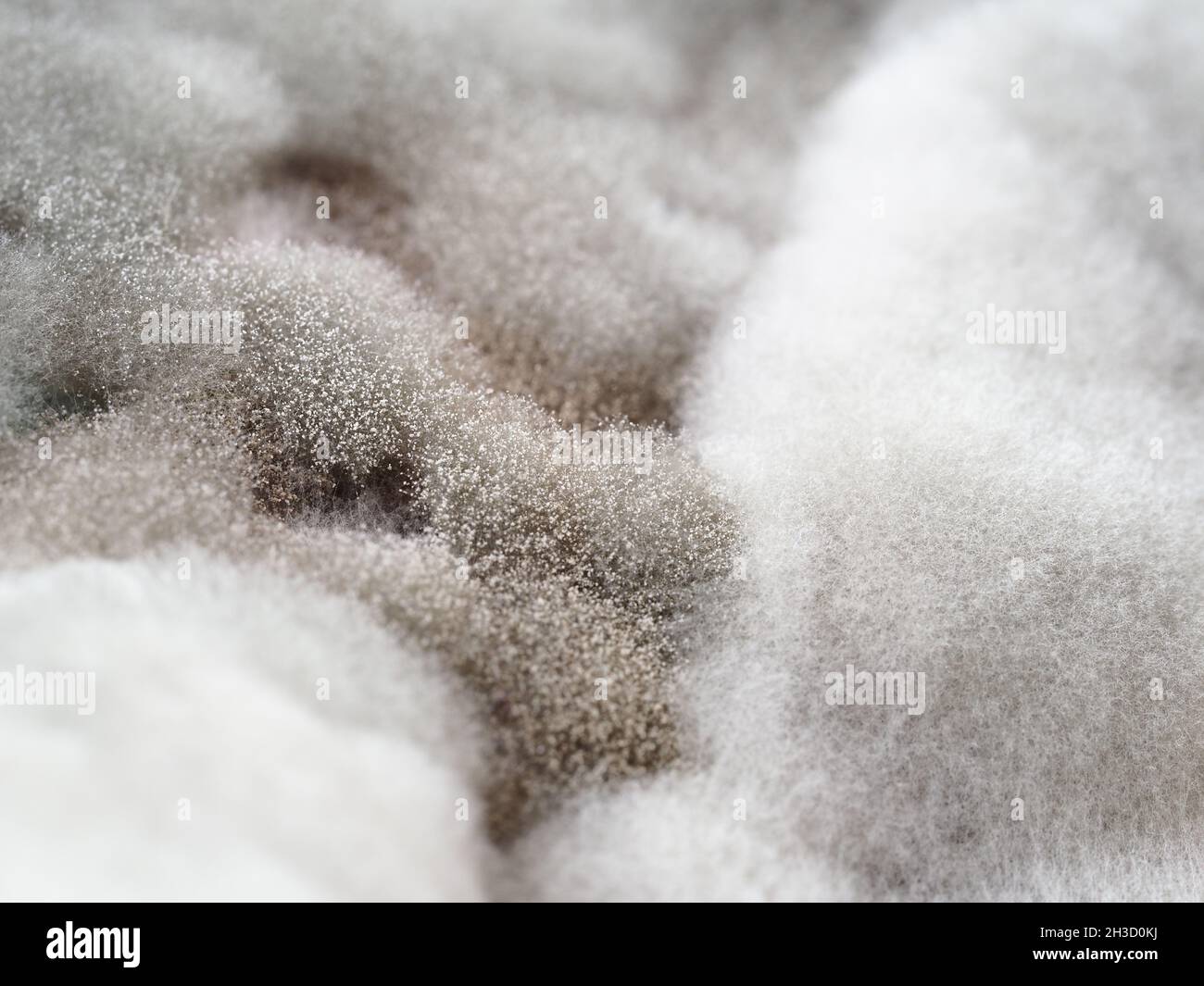 fungal mildew on a rotting watermelon close-up Stock Photo - Alamy