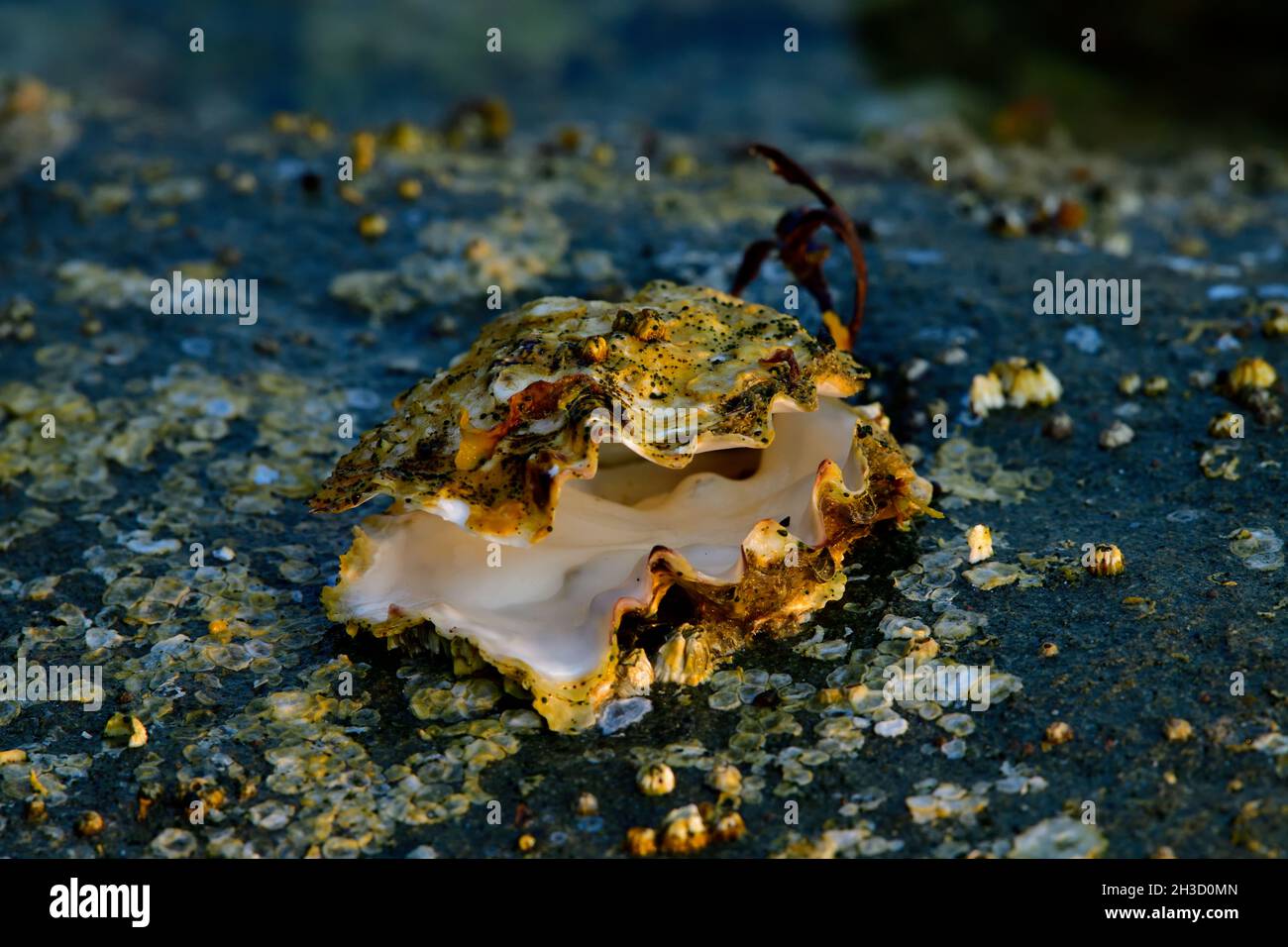 Open sea shell hi-res stock photography and images - Alamy