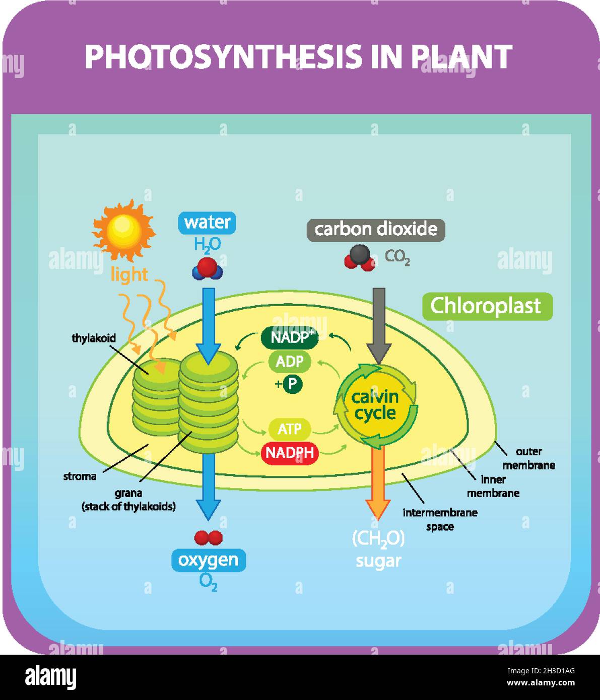 Process of photosynthesis in plant illustration Stock Vector Image ...