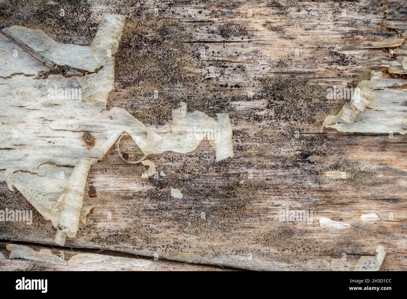 peeling birch bark weathered background Stock Photo - Alamy