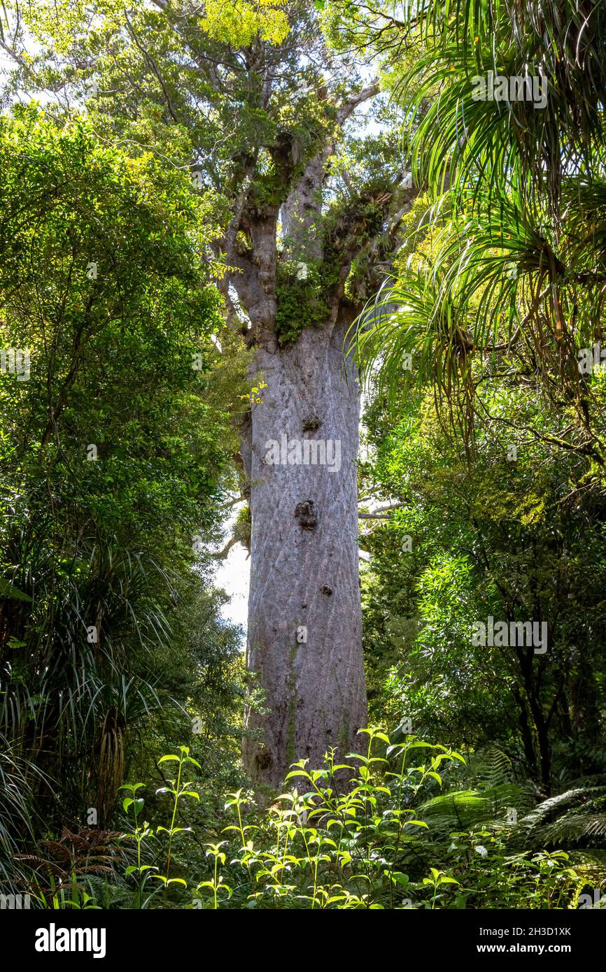 Agathis australis leaf hi-res stock photography and images - Alamy