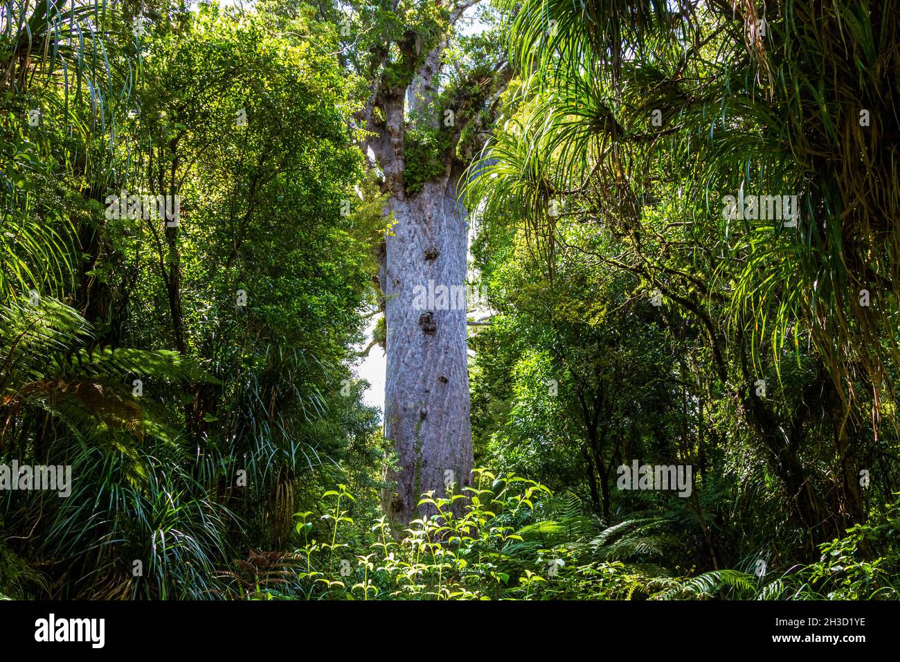 Te matua new zealand hi-res stock photography and images - Alamy
