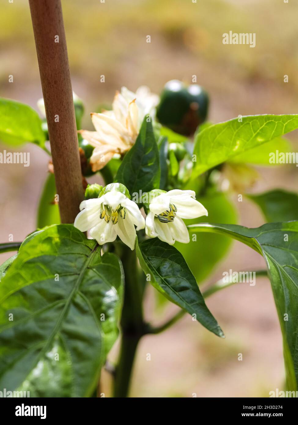 Close-up to paprika flowers on paprika plant Stock Photo - Alamy