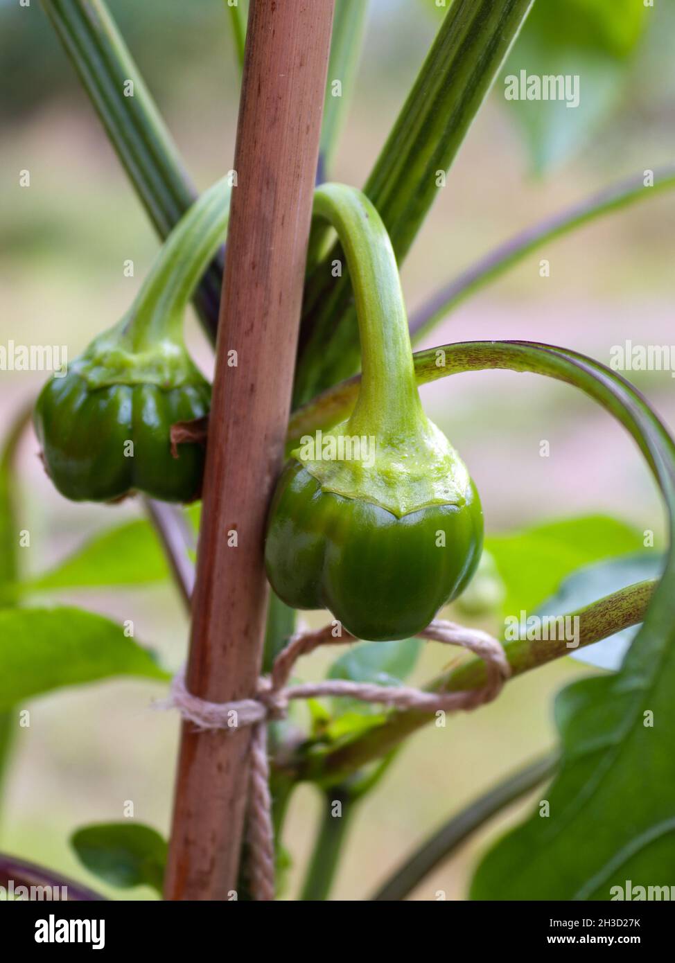 Paprika plant hi-res stock photography and images - Alamy