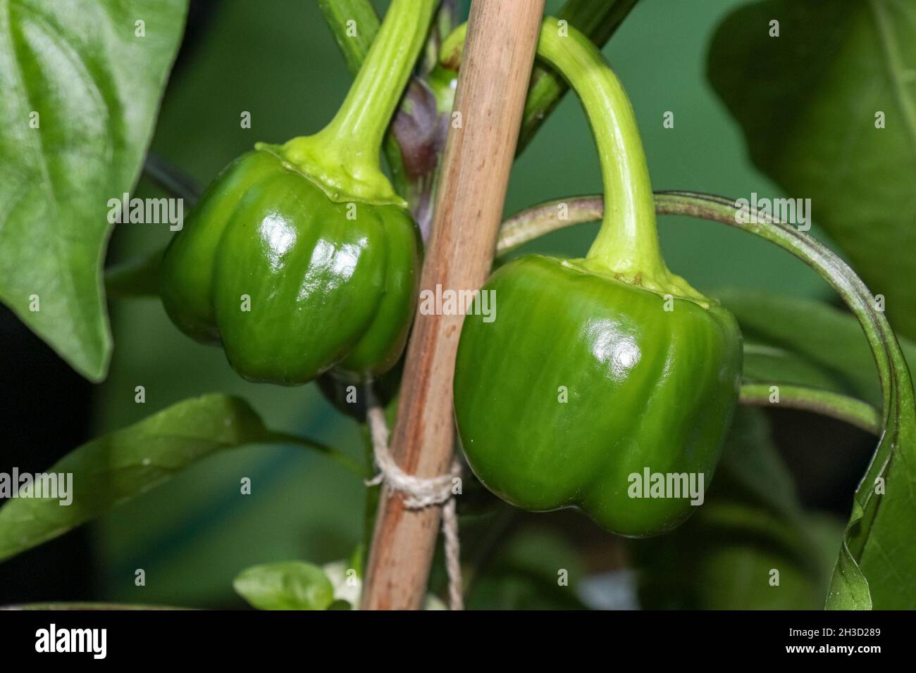 Close-up to paprika bells growing on paprika plant Stock Photo - Alamy