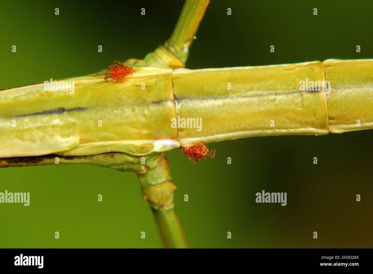 Red parasitic mites on stick insect host Stock Photo - Alamy