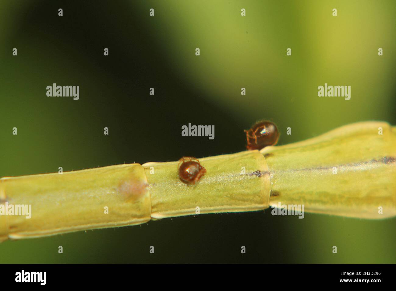 Red parasitic mites on stick insect host Stock Photo - Alamy