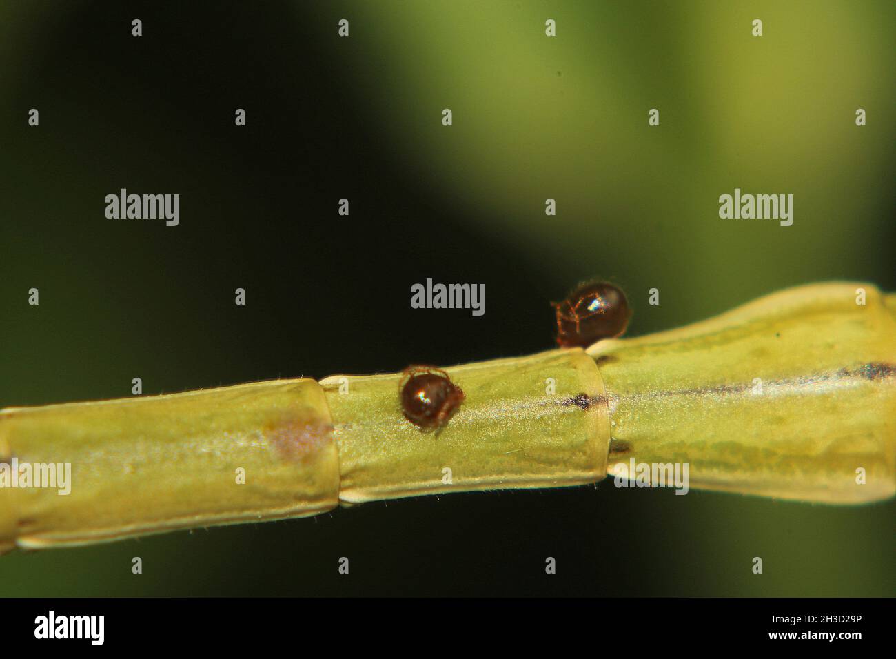 Parasitic red mites hi-res stock photography and images - Alamy